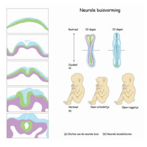 Open ruggetje - Zwanger en nu